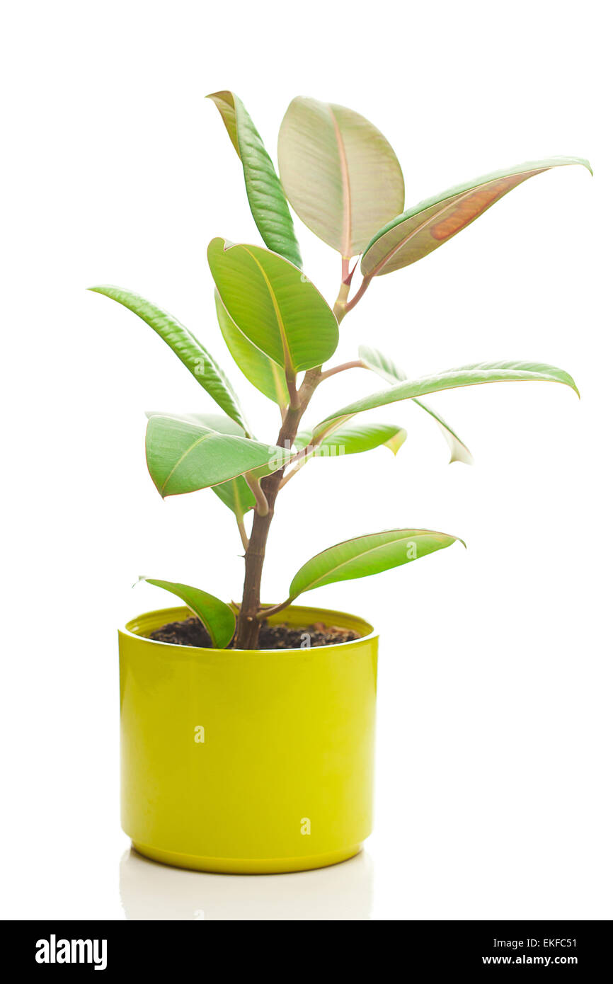 ficus flower in a pot isolated on white Stock Photo - Alamy
