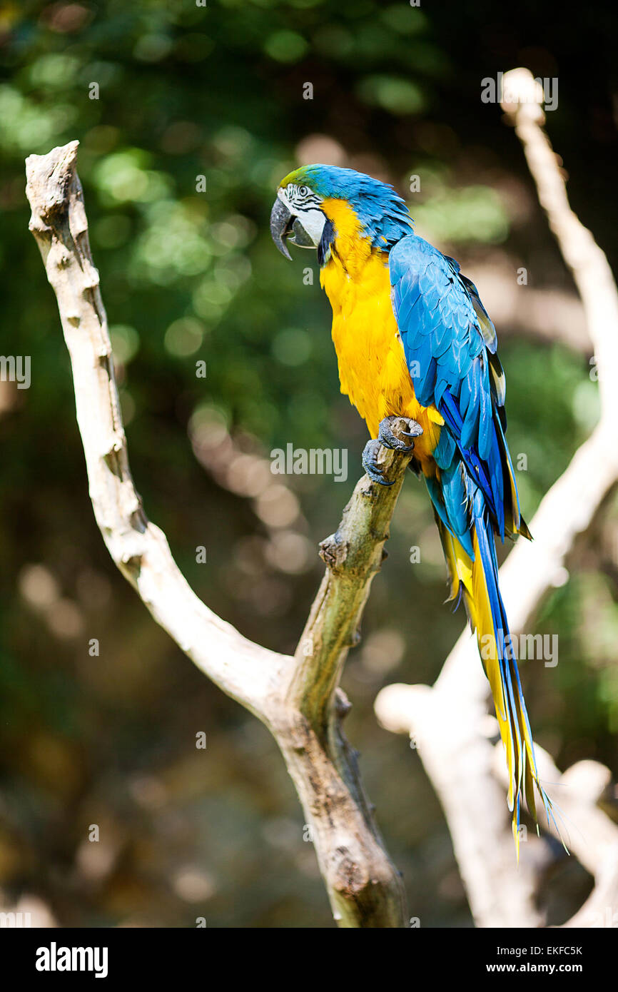 macaws in the trees at the zoo Stock Photo - Alamy