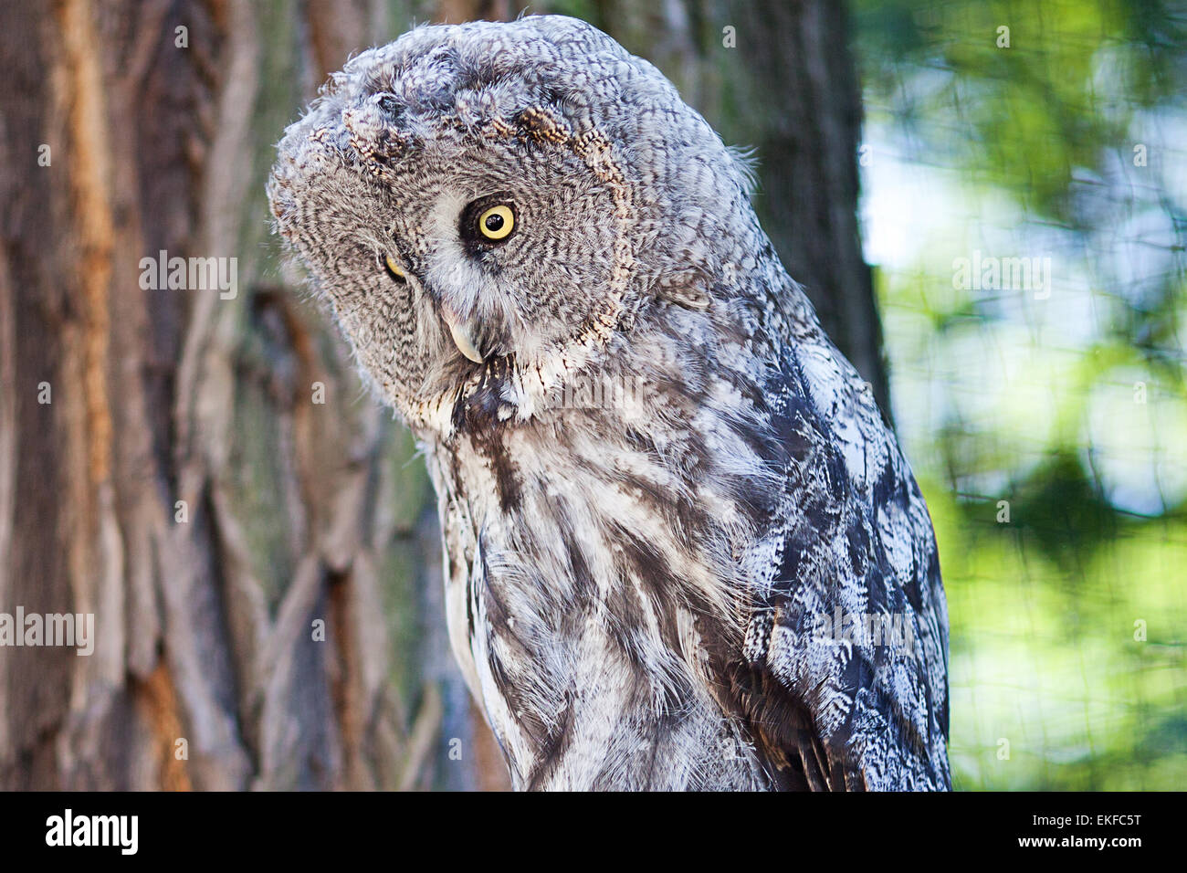 big owl at the zoo Stock Photo - Alamy