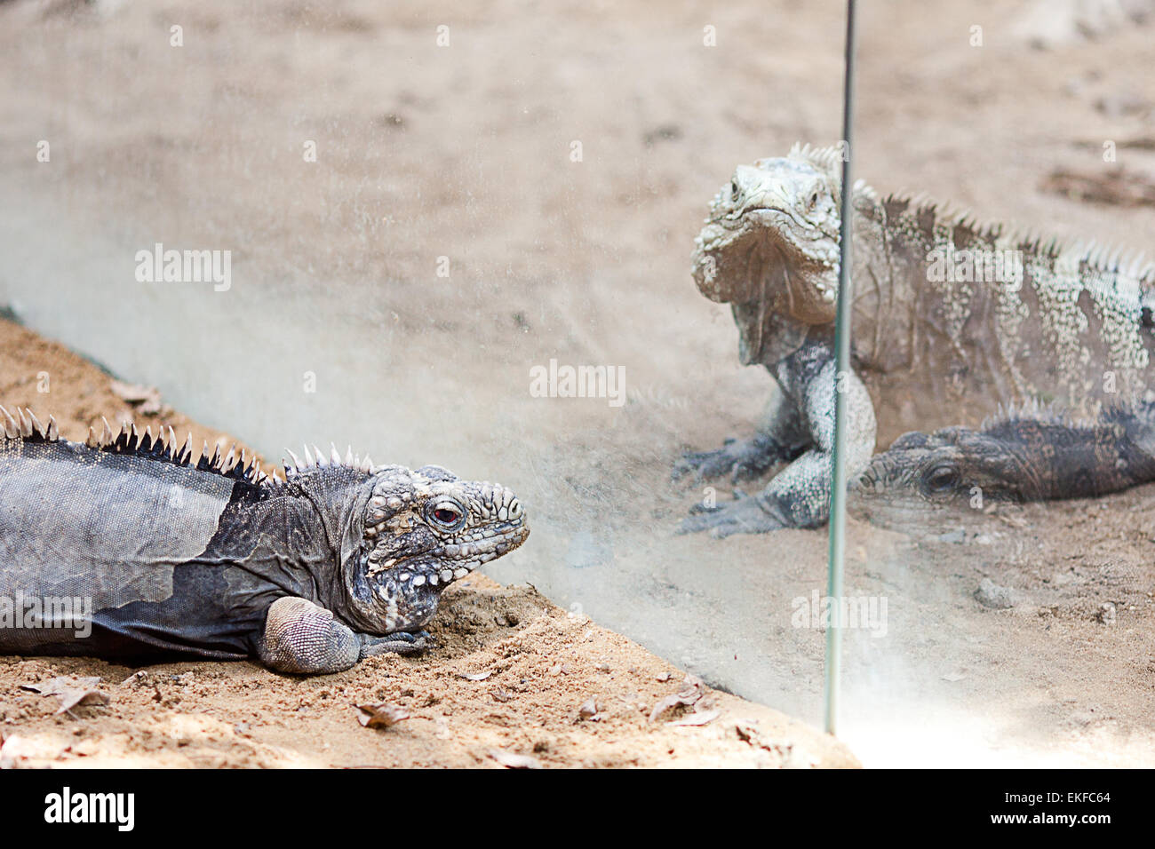 big lizard dragon at the zoo Stock Photo - Alamy