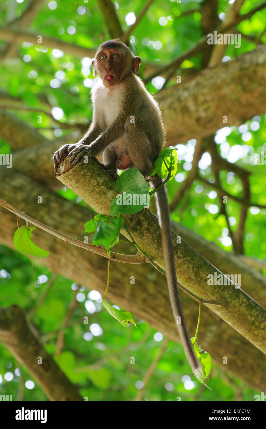 Monkey front view hi-res stock photography and images - Alamy