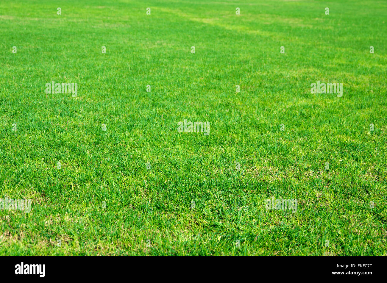 Green line textures hi-res stock photography and images - Alamy