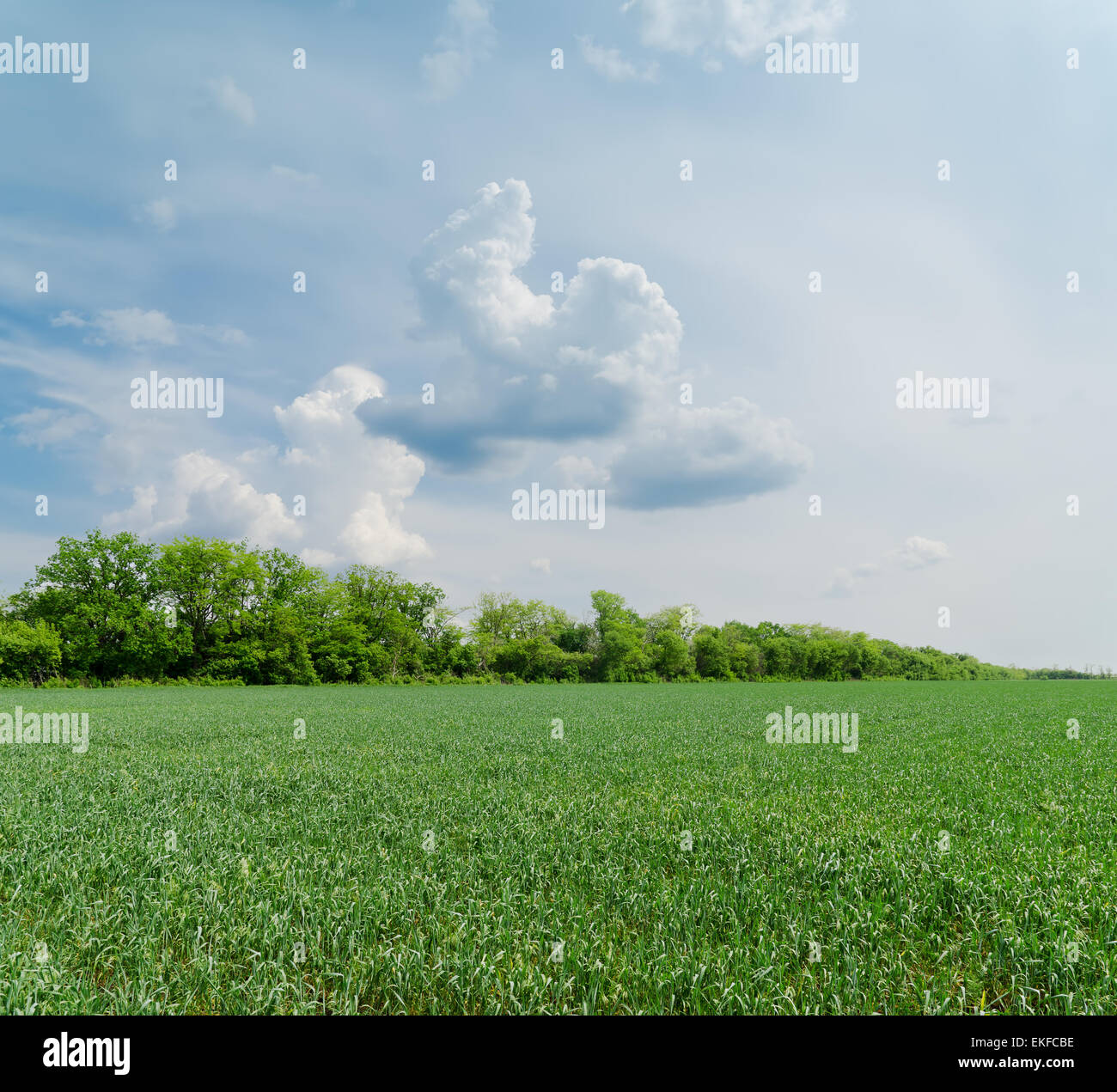 cloudy sky over green field Stock Photo - Alamy