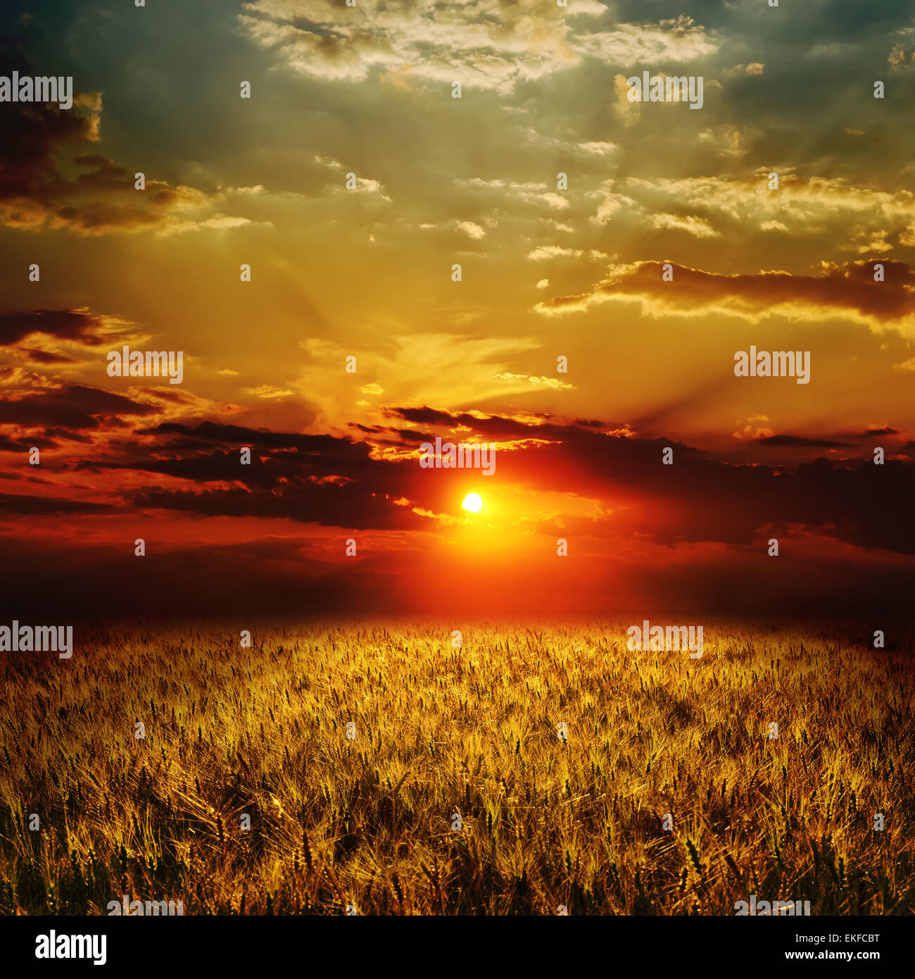 golden wheat field and sunset Stock Photo - Alamy