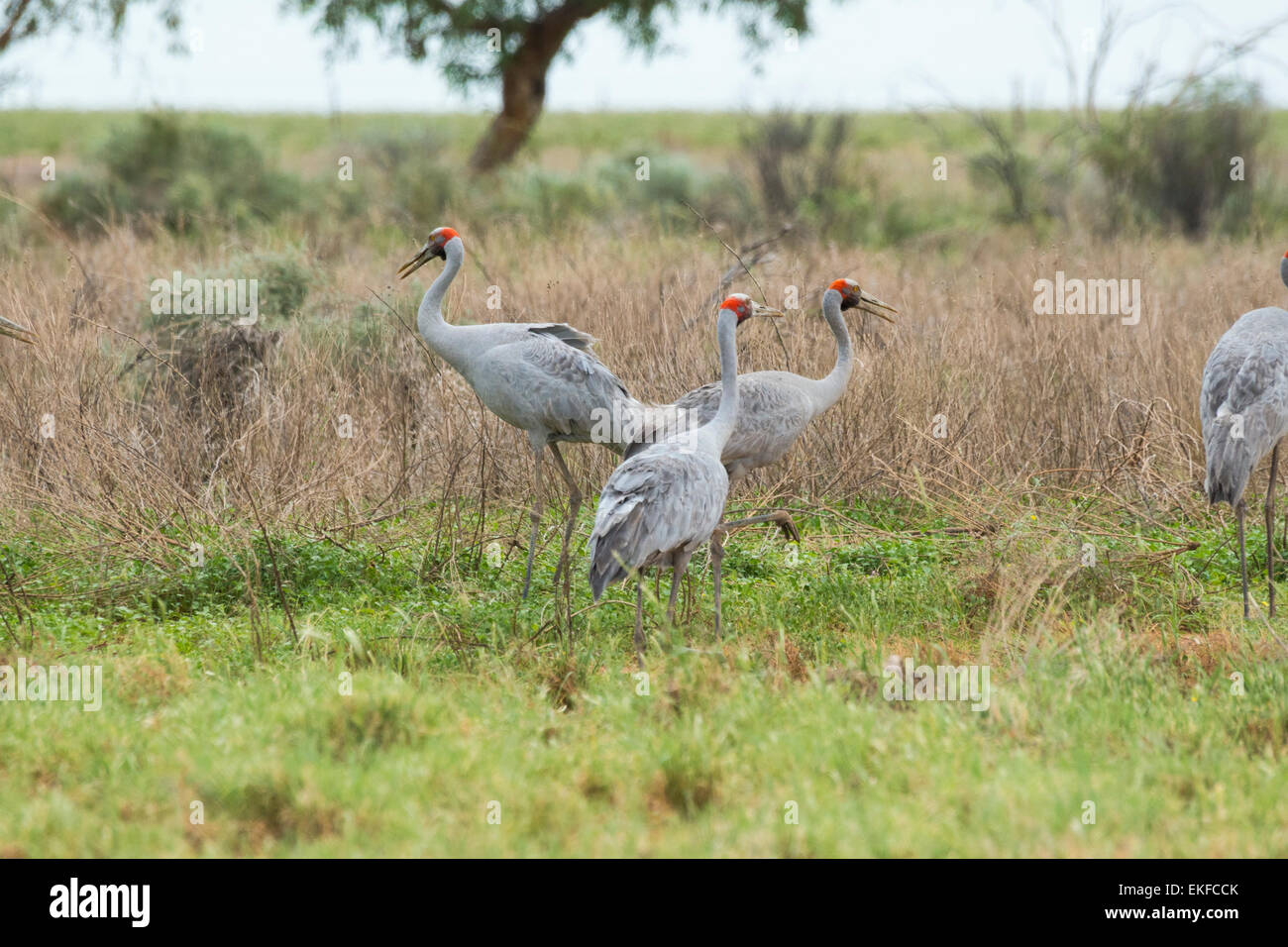 Brolga Grus rubicunda,or the Australian Crane, in Queensland, Australia ...