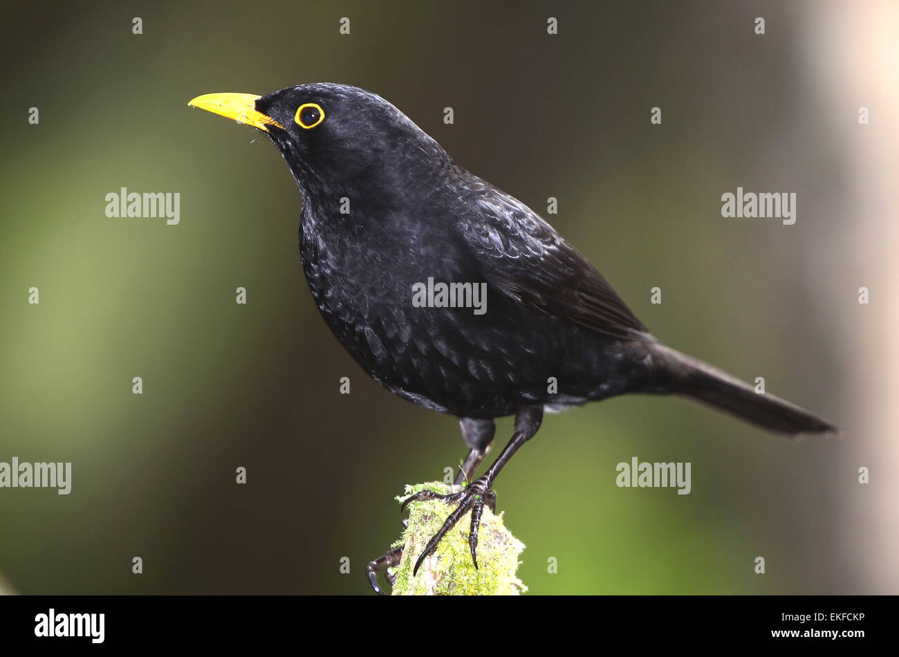 blackbird turdus merula Stock Photo - Alamy