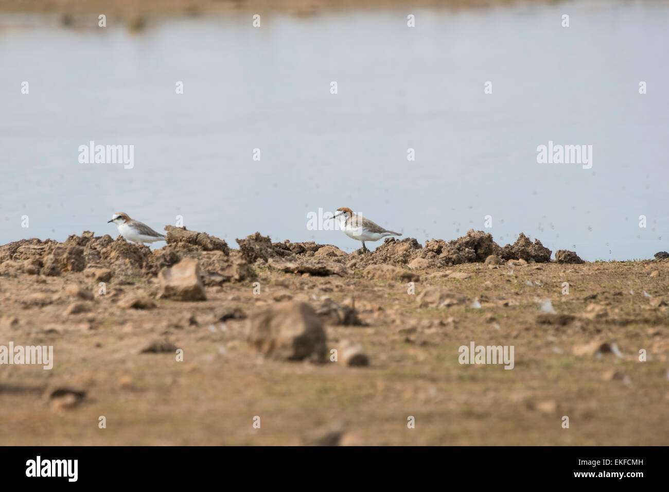 Red capped plover australia hi-res stock photography and images - Alamy