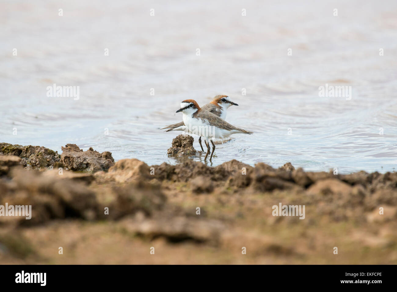 Australian plover hi-res stock photography and images - Alamy