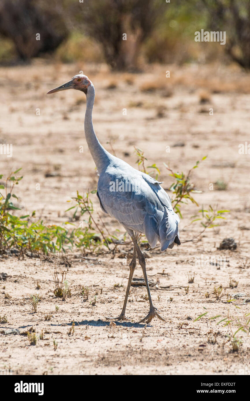Brolga queensland australia hi-res stock photography and images - Alamy