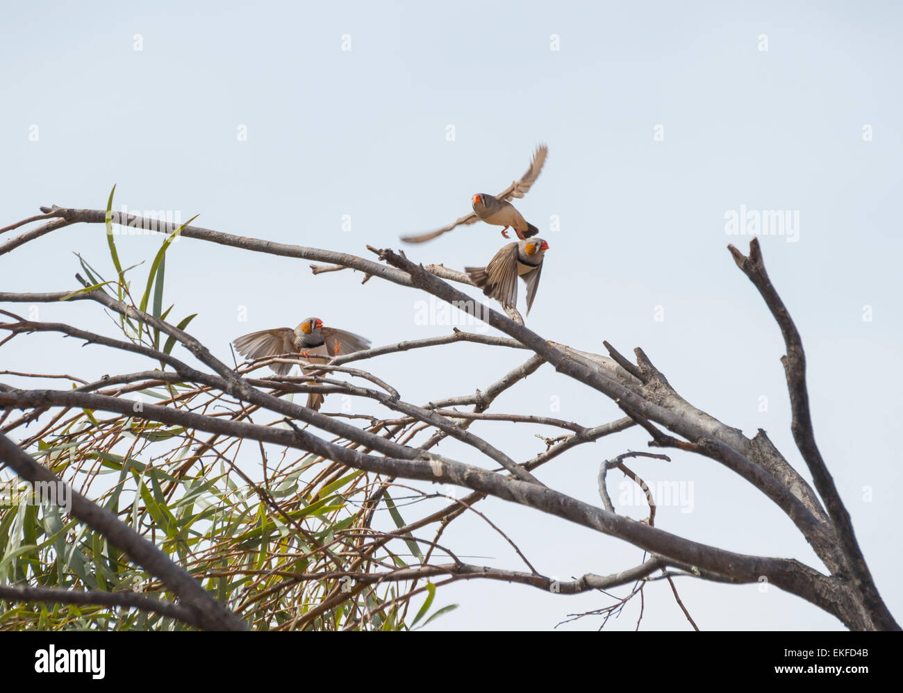 Zebra finches australia in flight hi-res stock photography and images ...