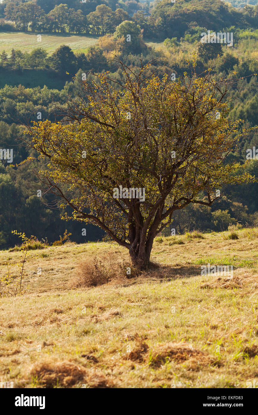 tree standing on a hillside Stock Photo - Alamy