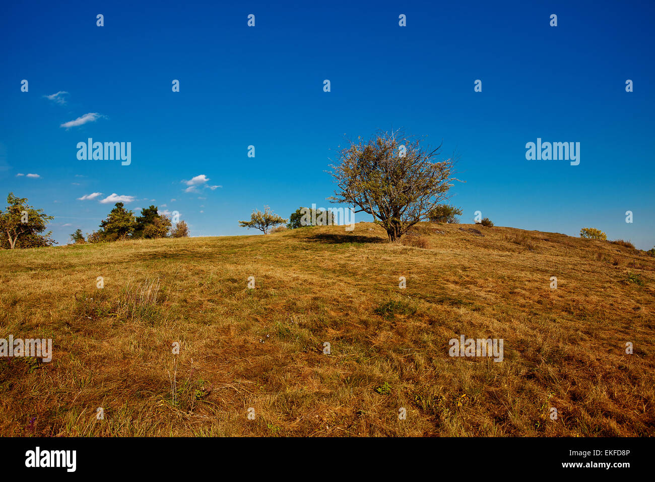 tree standing on the hill against the blue sky Stock Photo - Alamy
