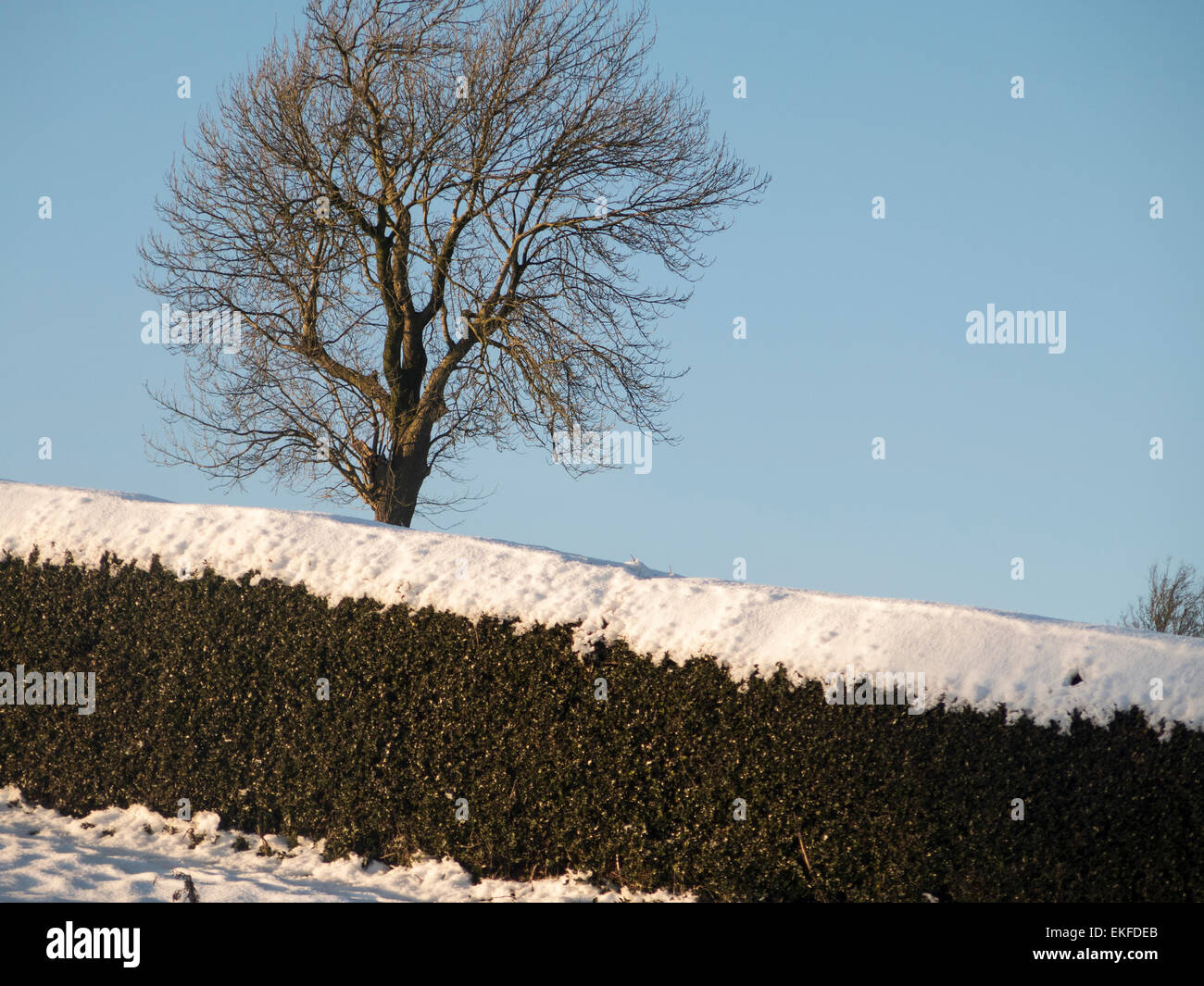 hedge and tree in snow,near Matlock,Derbyshire,Britain (December 2014 ...