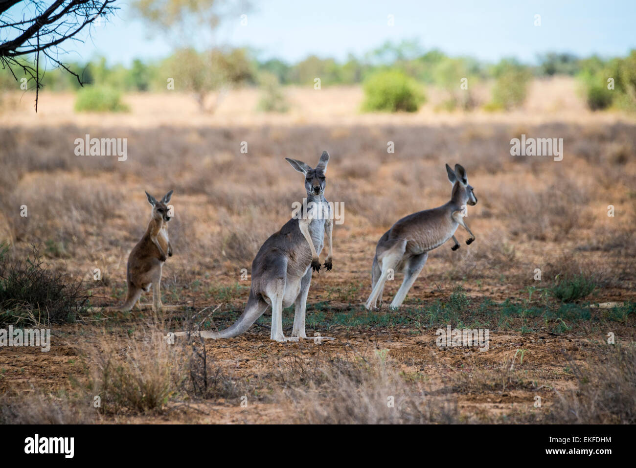 Big red kangaroo hi-res stock photography and images - Alamy