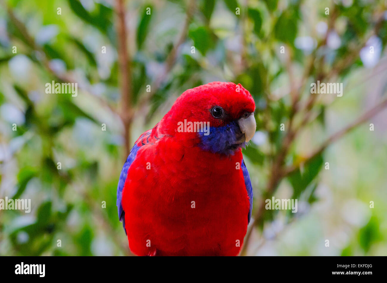 Australian birds crimson rosella hi-res stock photography and images ...