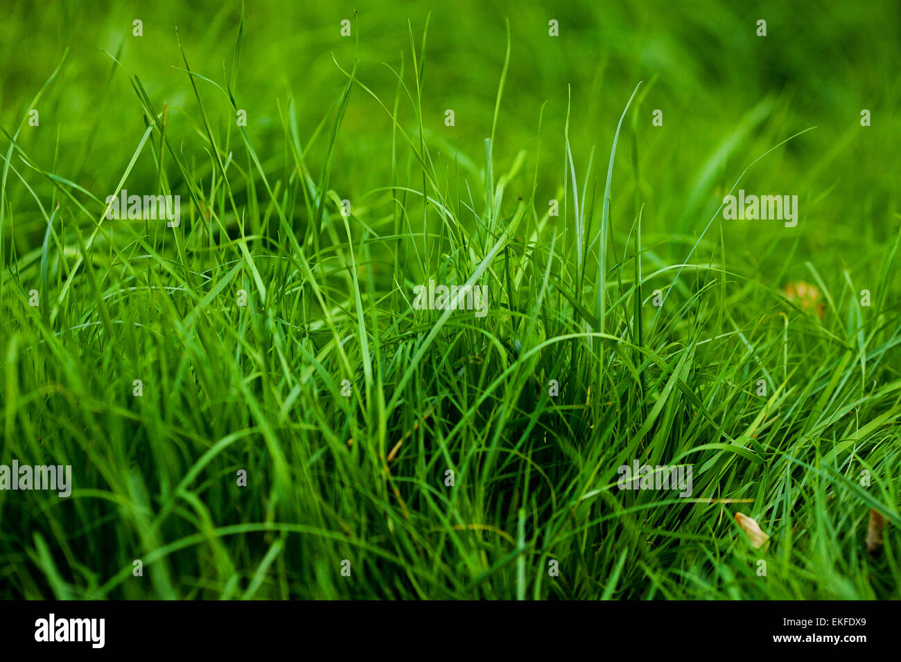 background of lush green grass Stock Photo - Alamy