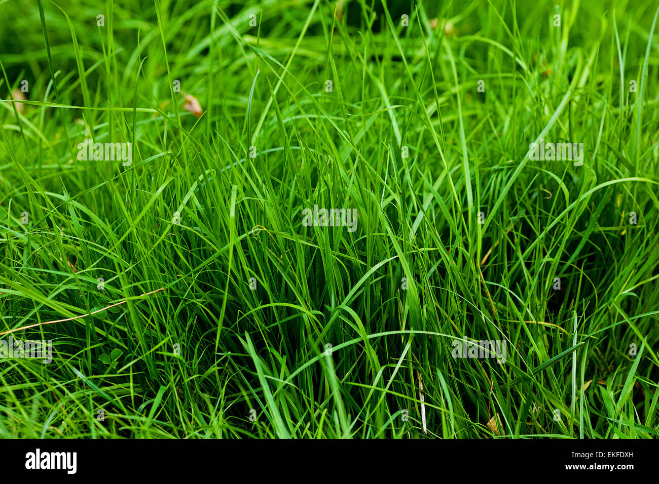 background of lush green grass Stock Photo - Alamy
