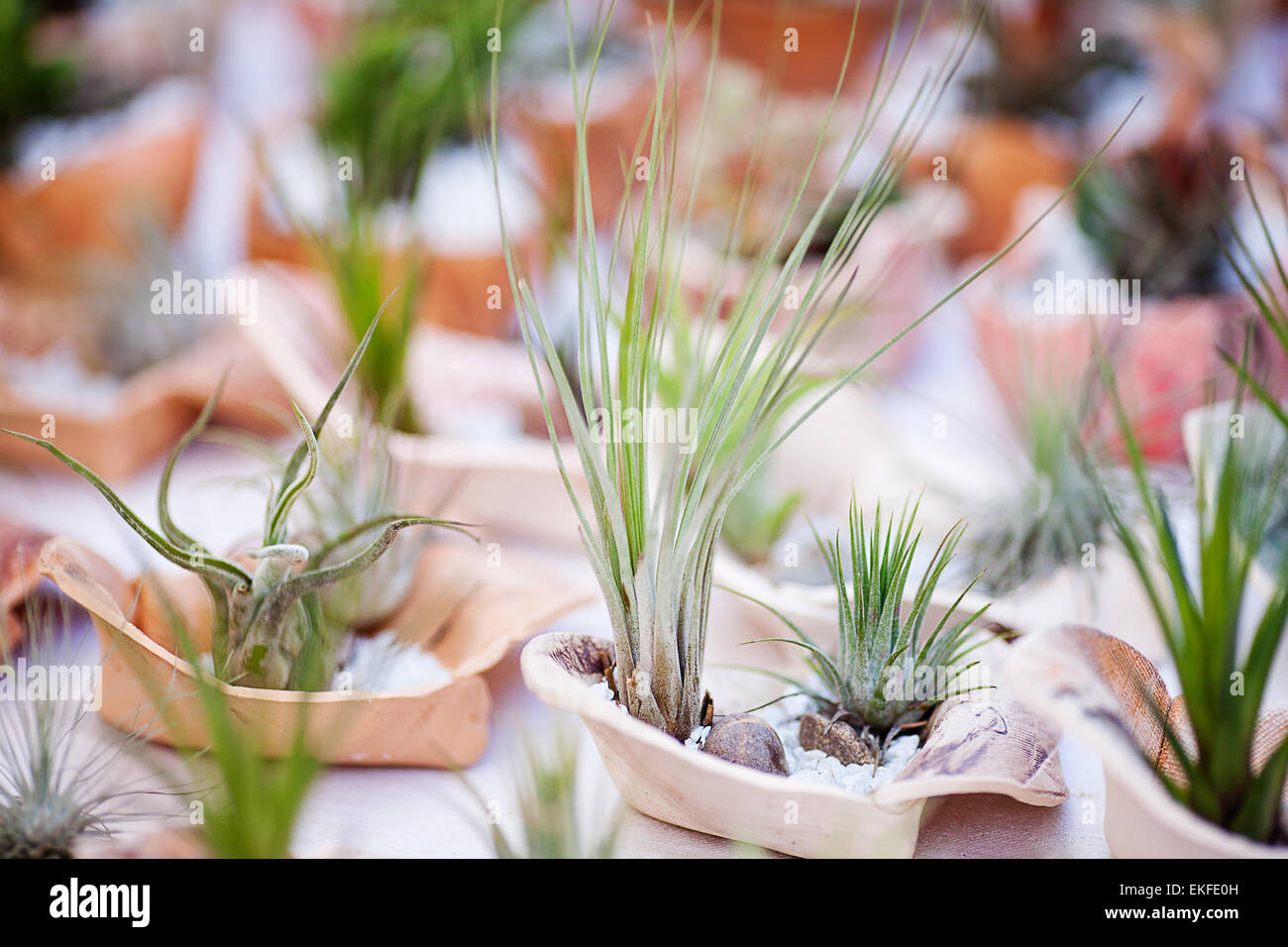 Succulents in pots hi-res stock photography and images - Alamy