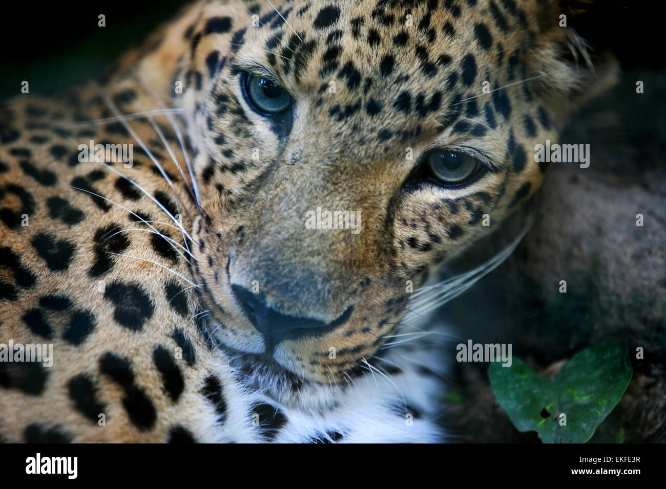Portrait of a leopard (Panthera pardus). Bali. Indonesia Stock Photo ...