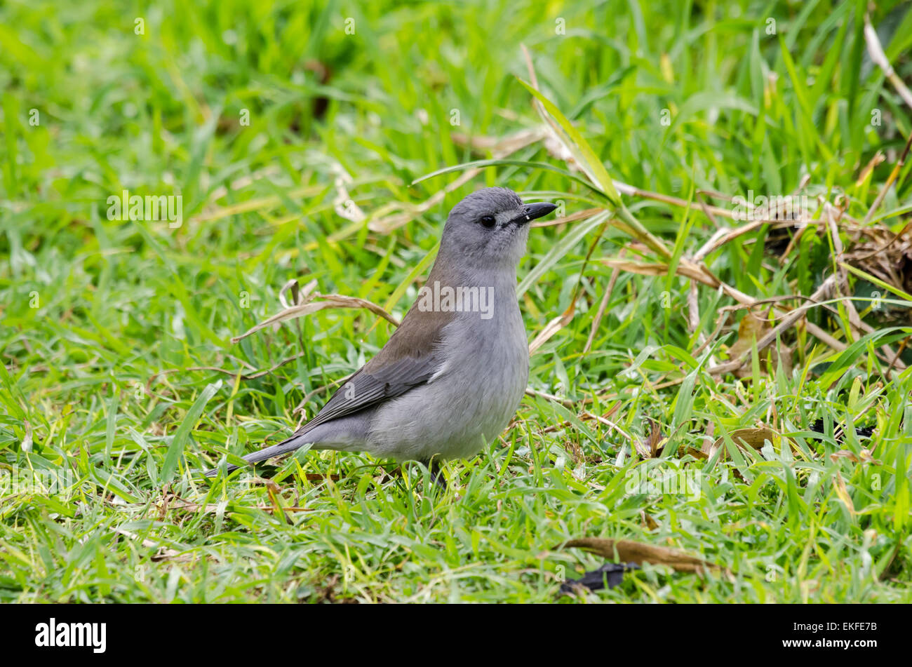 Grey shrike-thrush Colluricincla harmonica,Queensland, Australia Stock ...