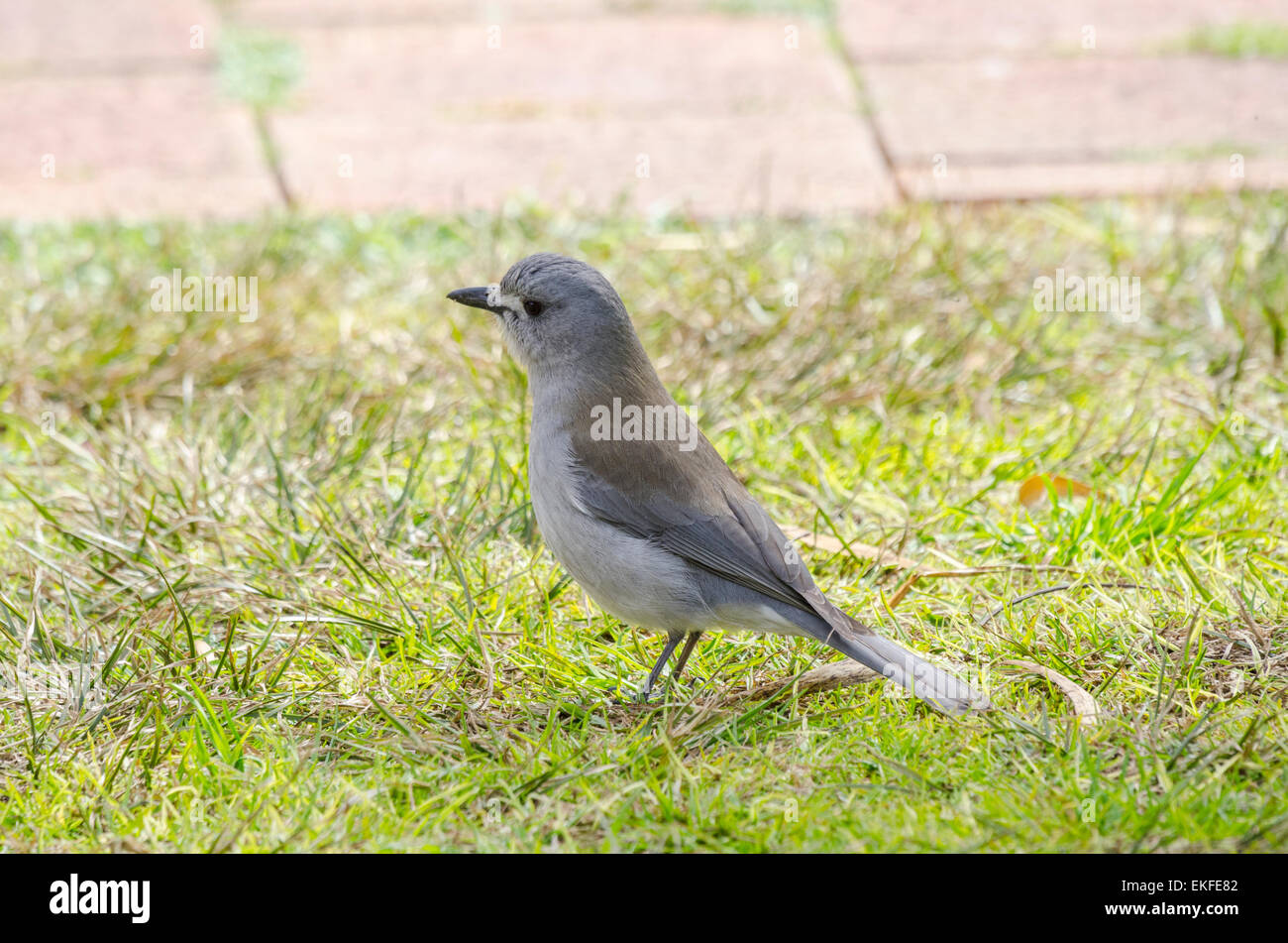 Australian female grey shrike thrush colluricincla harmonica hi-res ...