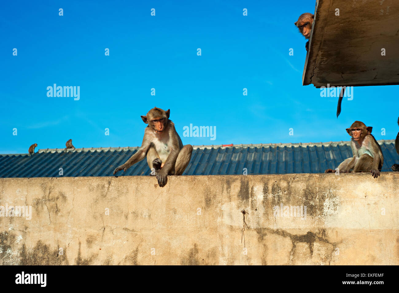 Monkyes sitting on the wall. Thailand Stock Photo - Alamy