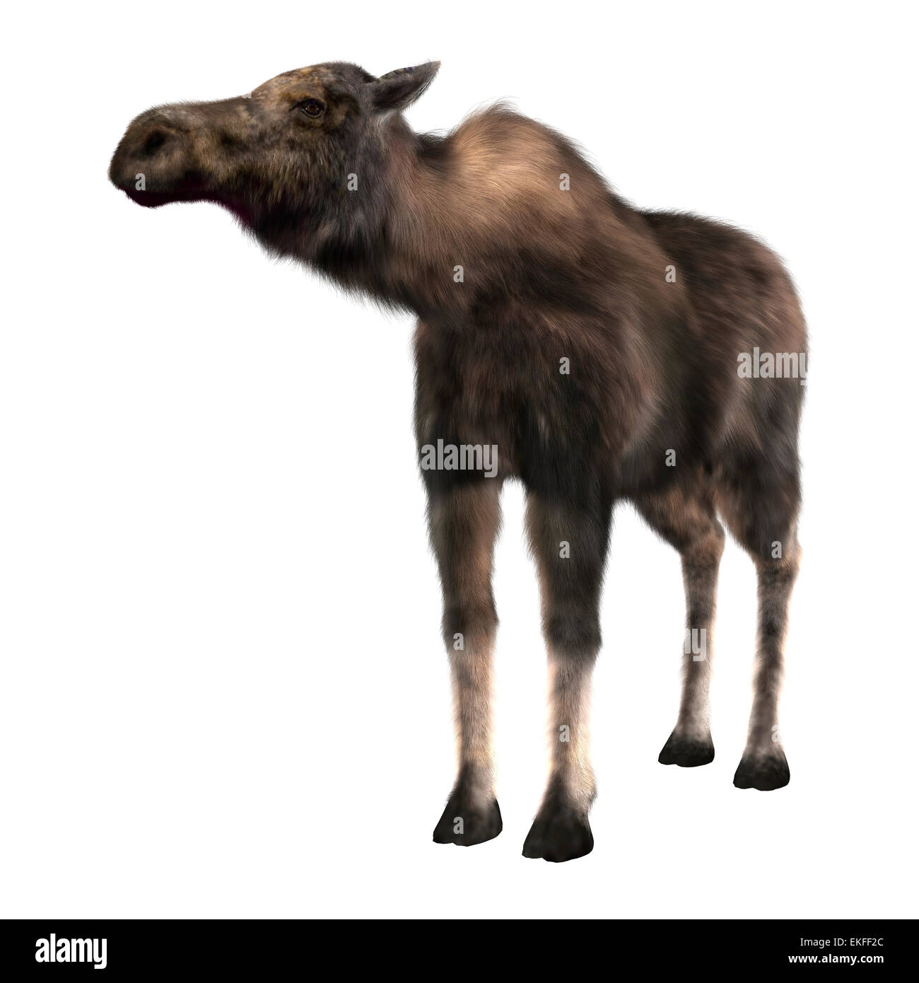 3D digital render of a female moose isolated on white background Stock ...