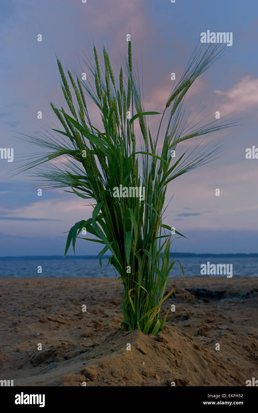 Sea of wheat hi-res stock photography and images - Alamy
