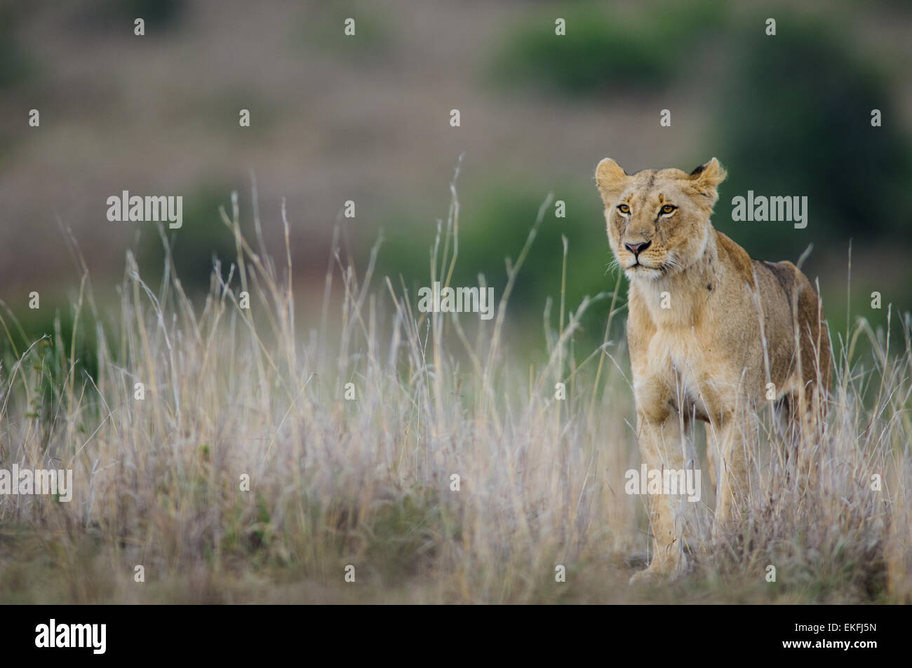 Sub Adult lion in the morning at Nairobi National Park Stock Photo - Alamy