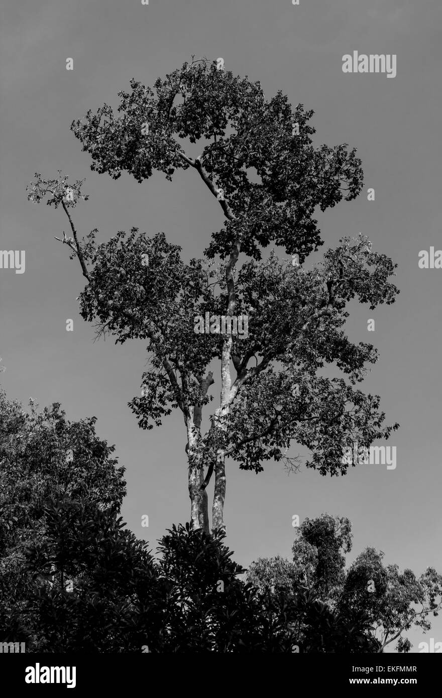 Bold trees hi-res stock photography and images - Alamy