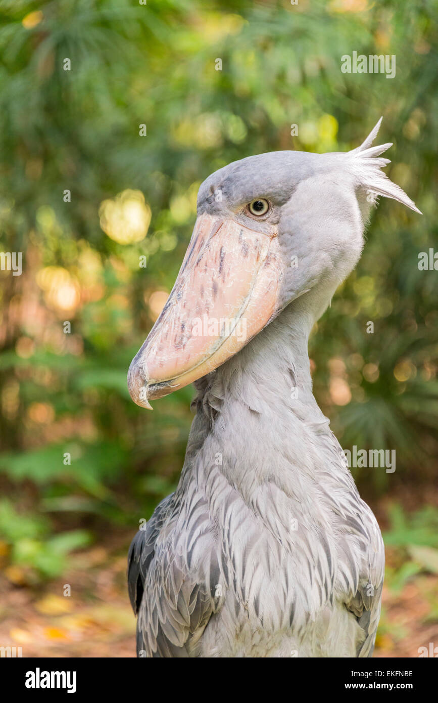 Shoebill Stork Balaeniceps Rex Africa High Resolution Stock Photography ...