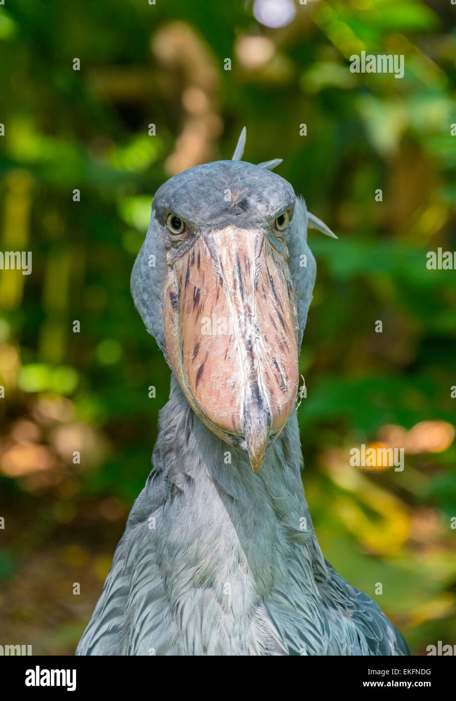 Shoebill Balaeniceps rex Stock Photo - Alamy