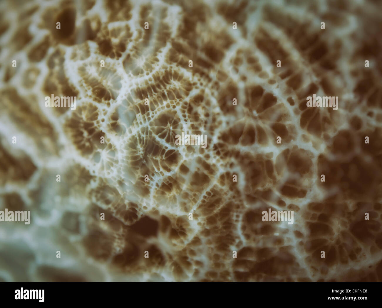 Holes in the coral hi-res stock photography and images - Alamy