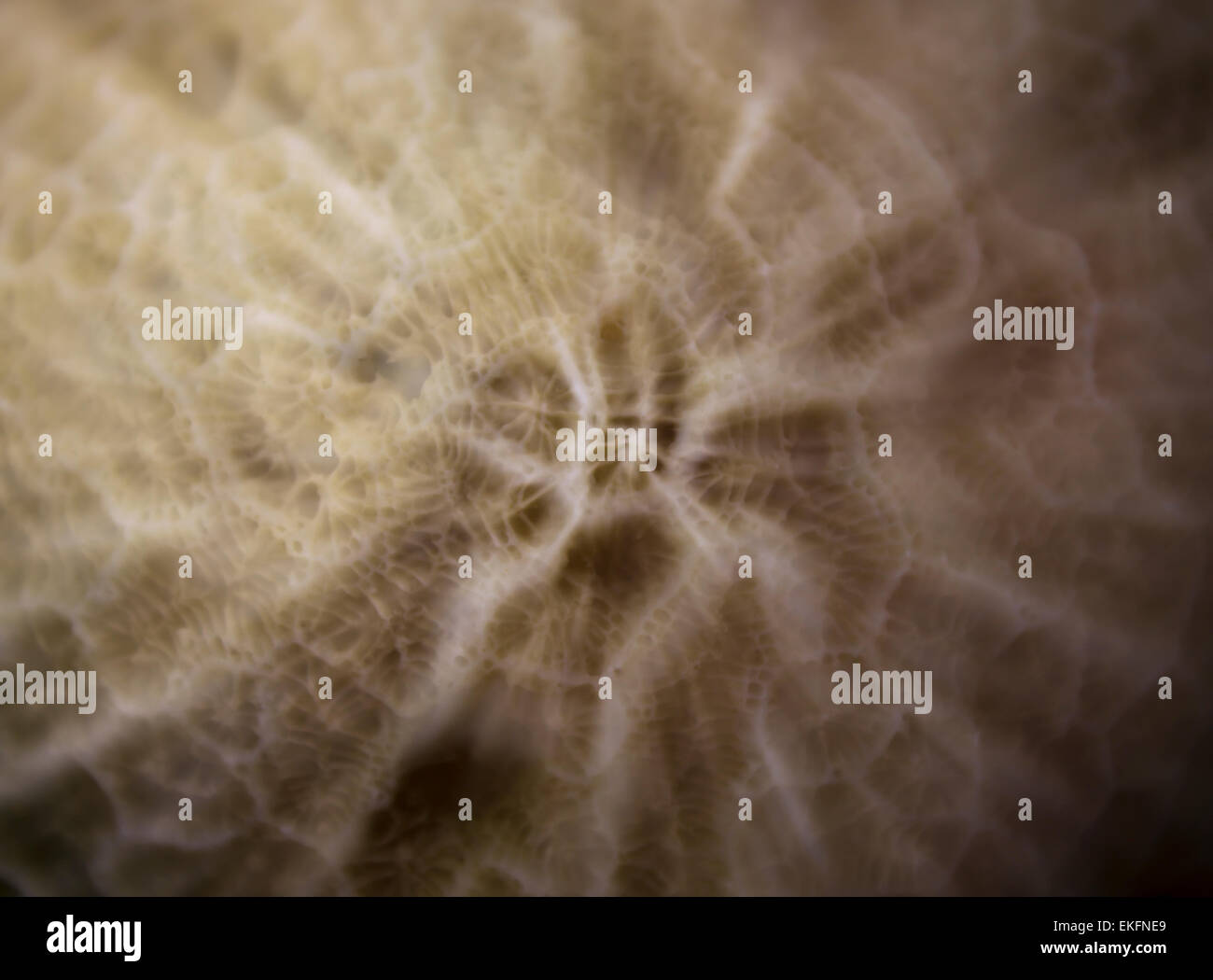 Coral shapes hi-res stock photography and images - Alamy