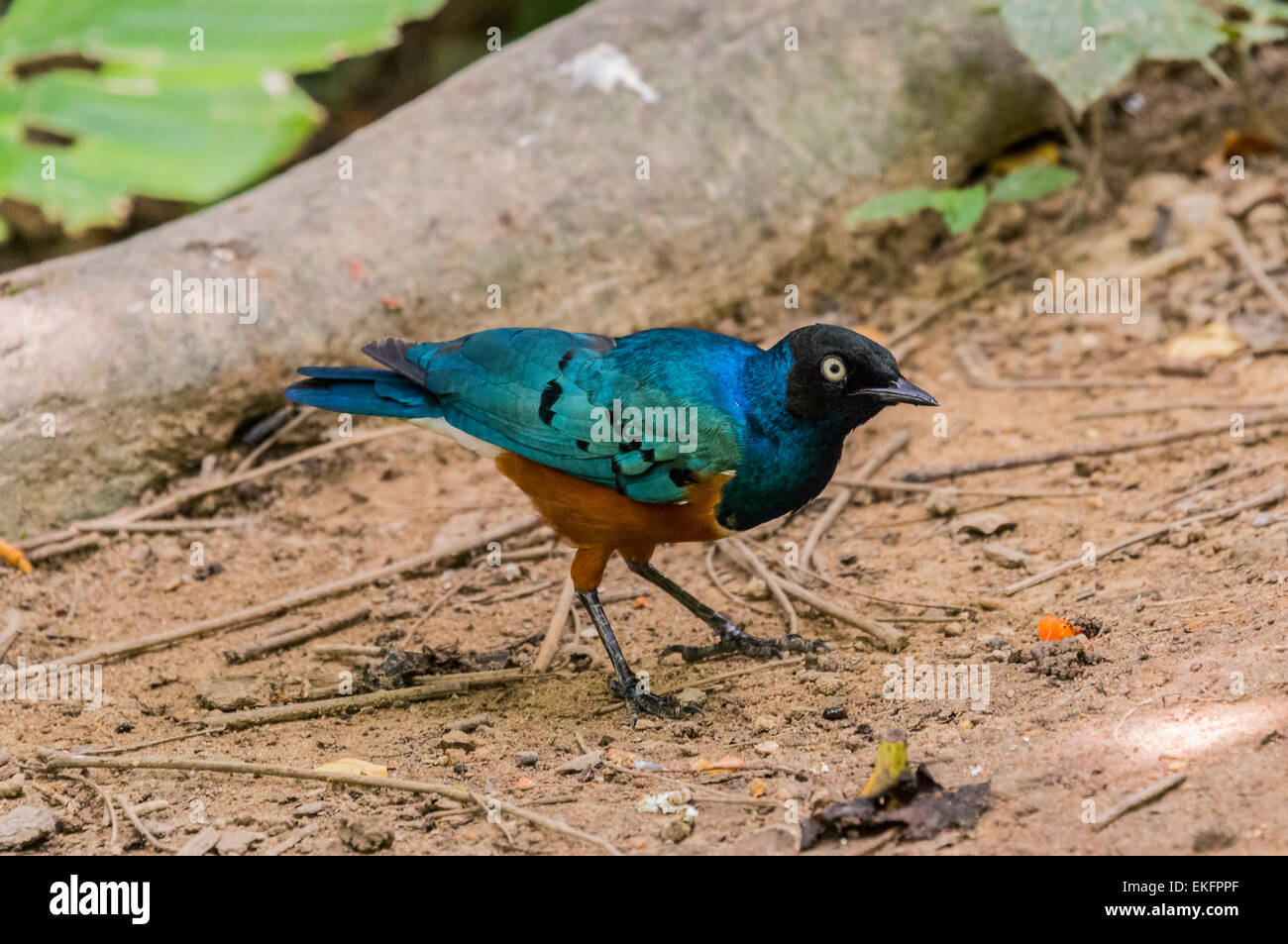 Superb starling Lamprotornis superbus Stock Photo - Alamy