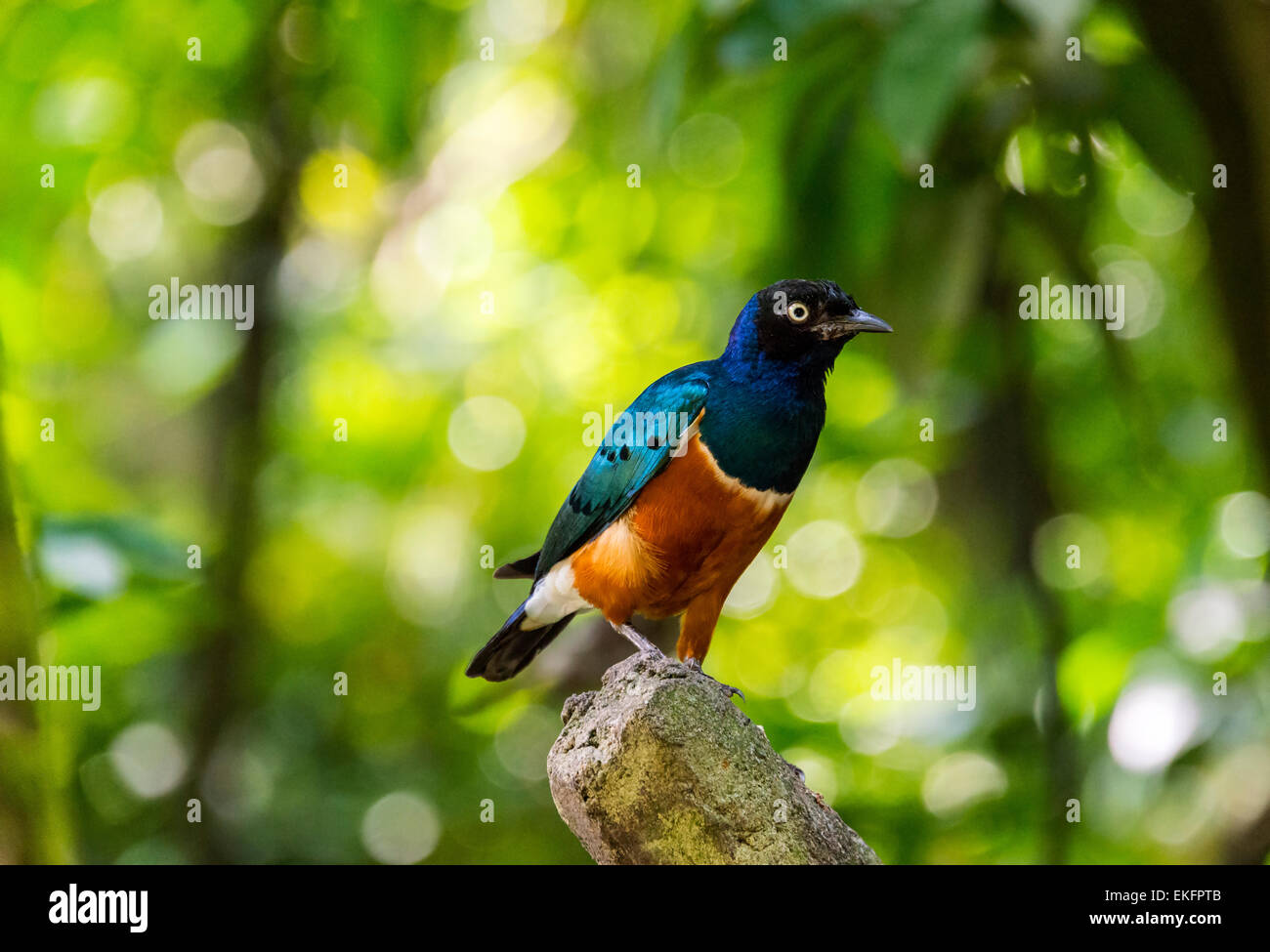 Superb starling Lamprotornis superbus Stock Photo - Alamy