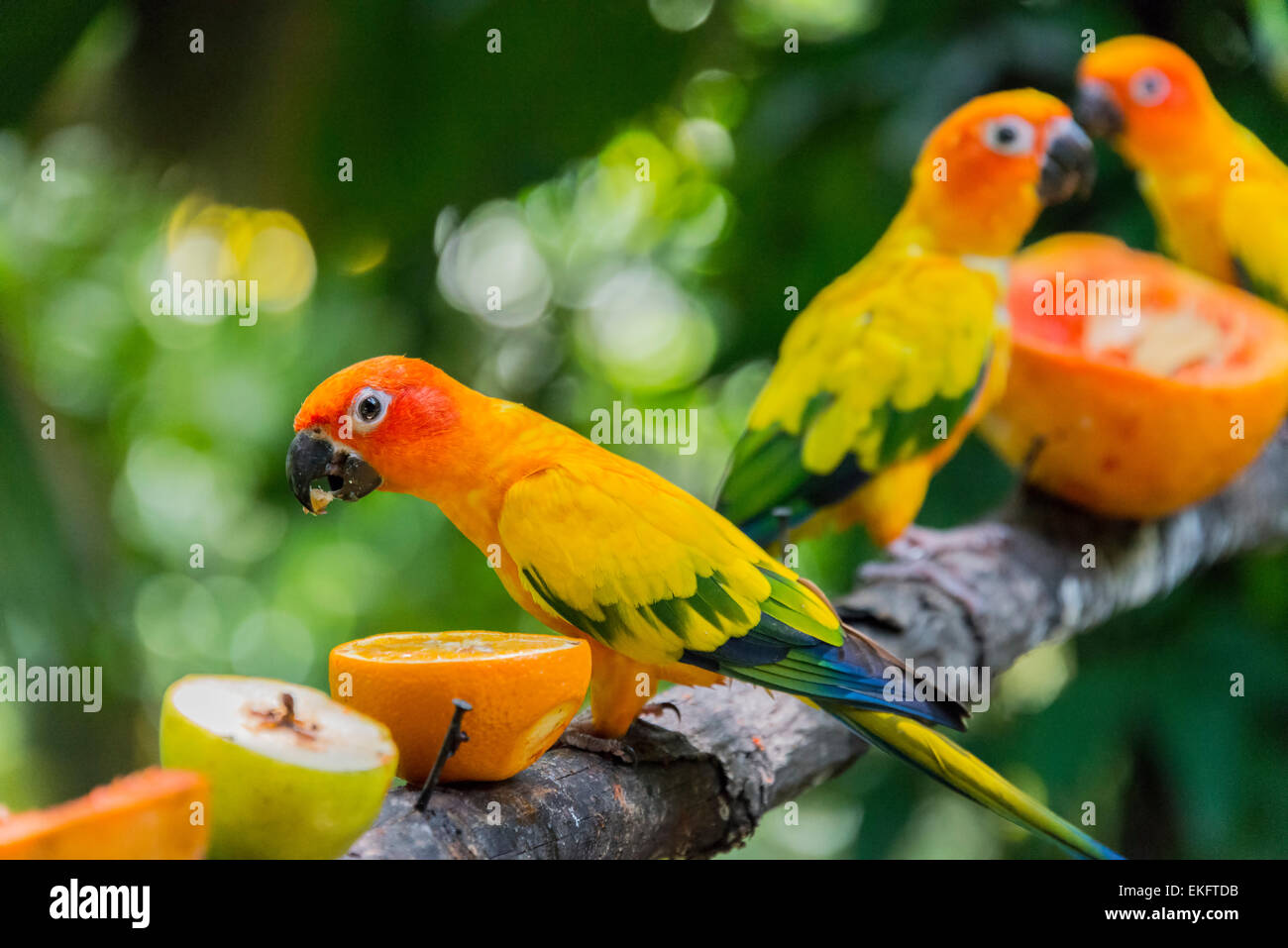 Sun parakeet or sun conure Aratinga solstitialis Stock Photo - Alamy