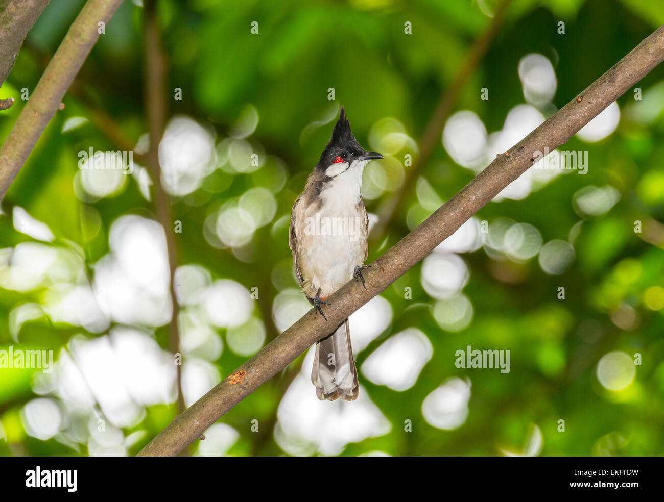 red whiskered bulbul Pycnonotus jocosus, Singapore Stock Photo - Alamy