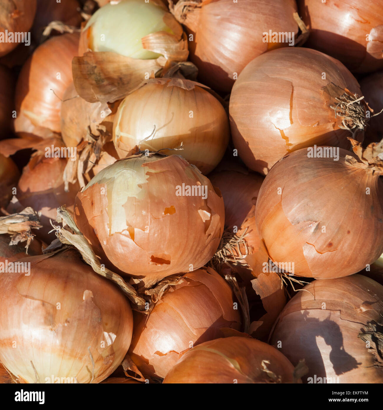 Onion destination hi-res stock photography and images - Alamy