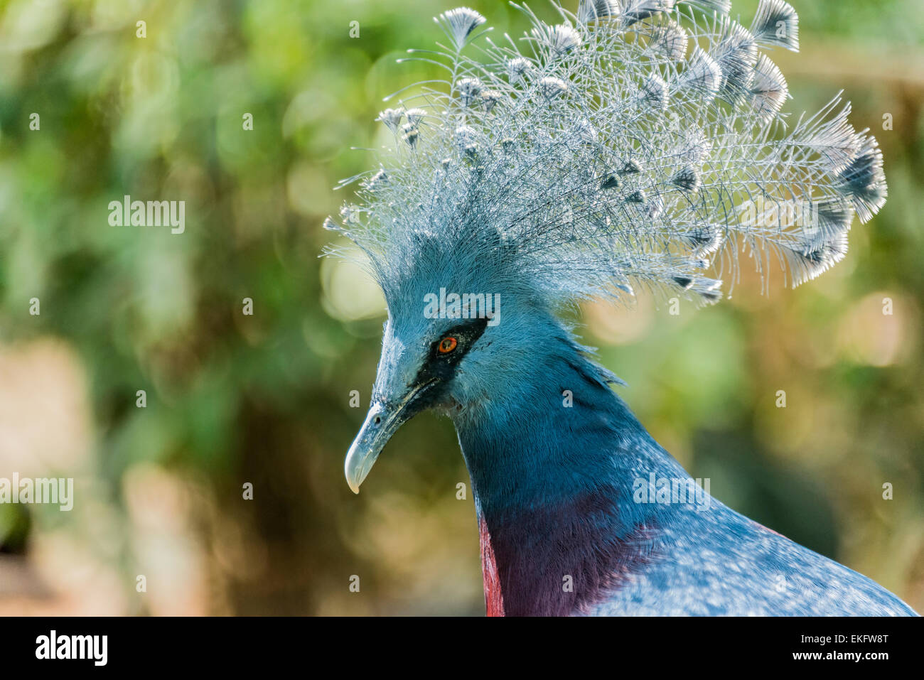 Victoria crown pigeon hi-res stock photography and images - Alamy