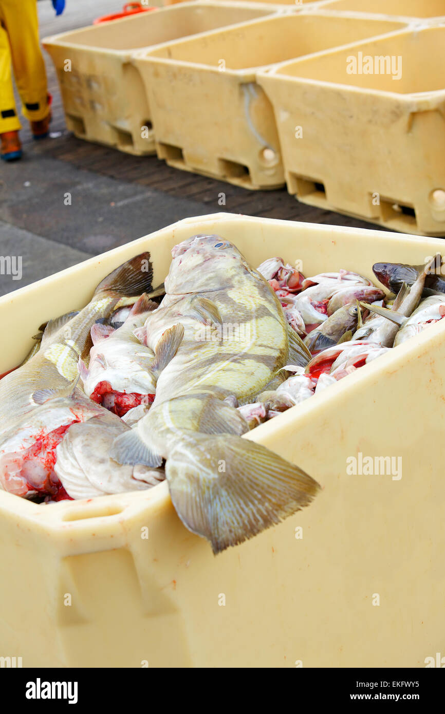 Fish in cooler hi-res stock photography and images - Alamy