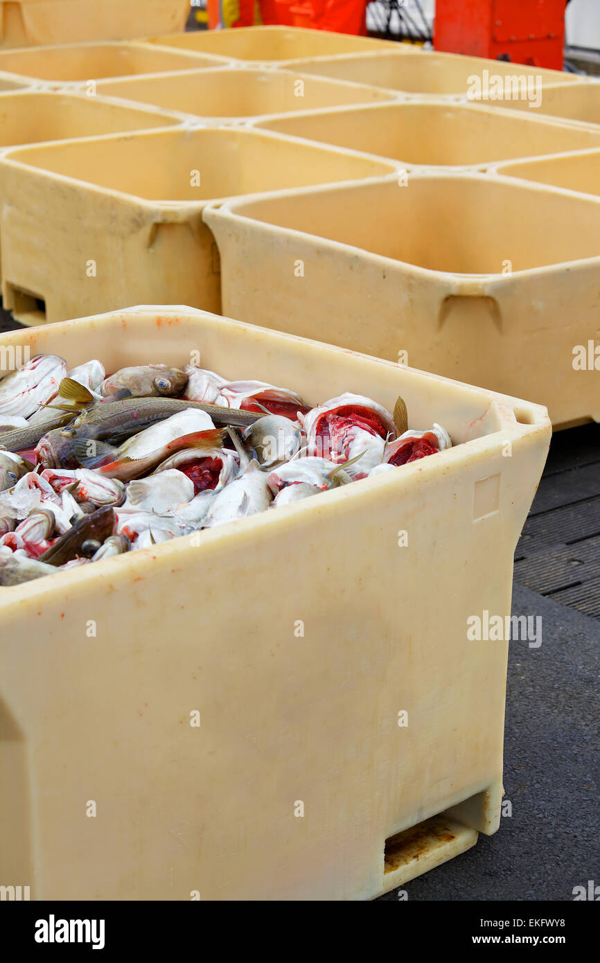 Fish in cooler hi-res stock photography and images - Alamy