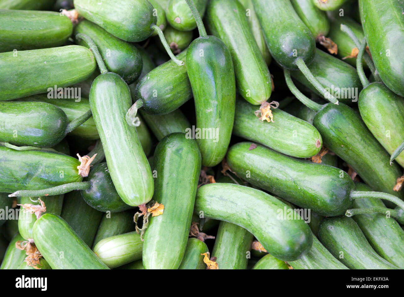 Pile Of Cucumbers Stock Photo - Alamy