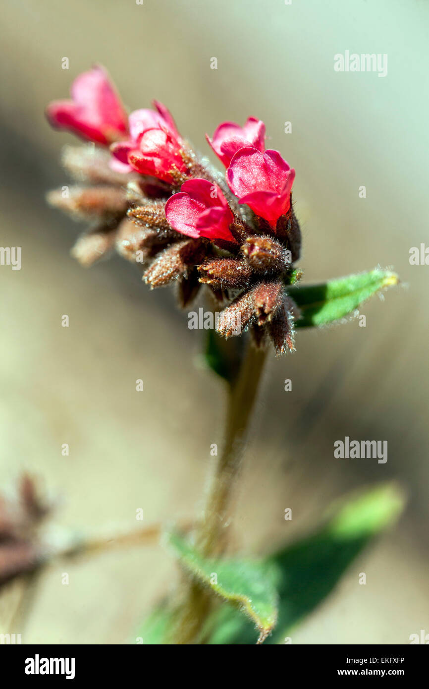 Red lungwort pulmonaria rubra hi-res stock photography and images - Alamy