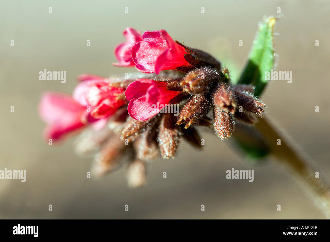 Pulmonaria rubra red lungwort flowering in early spring Stock Photo - Alamy