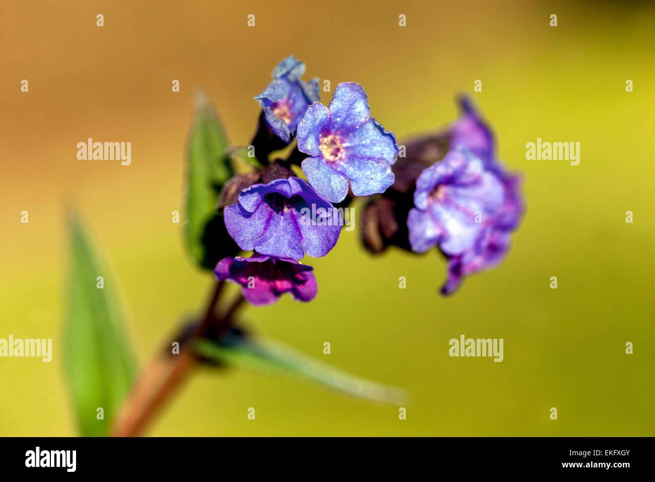 Pulmonaria officinalis, lungwort blue flower Stock Photo - Alamy