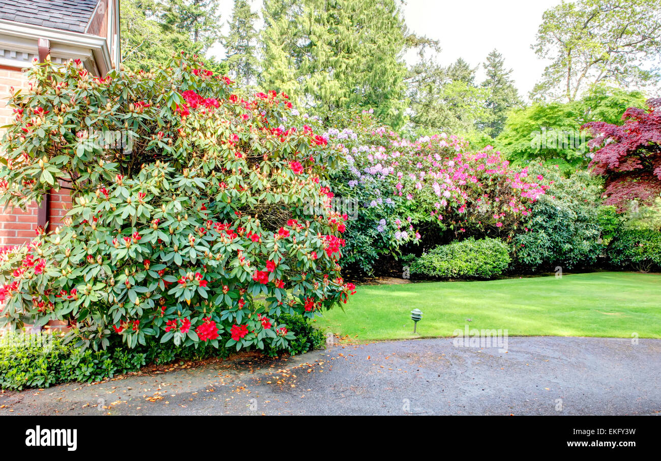 Large bushes of rhododendrons in colorful bloom Stock Photo - Alamy