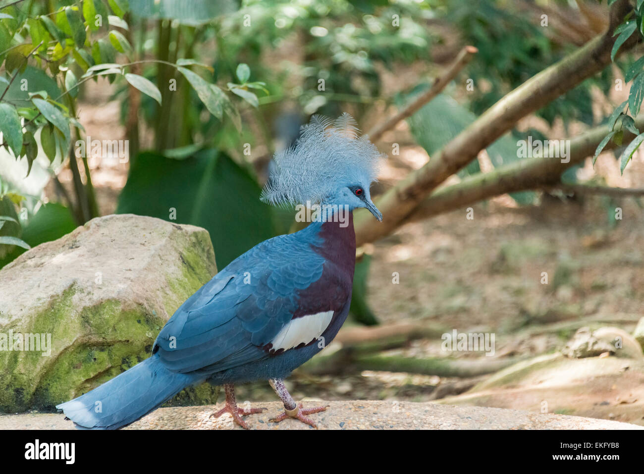 Scheepmakers crowned pigeon hi-res stock photography and images - Alamy