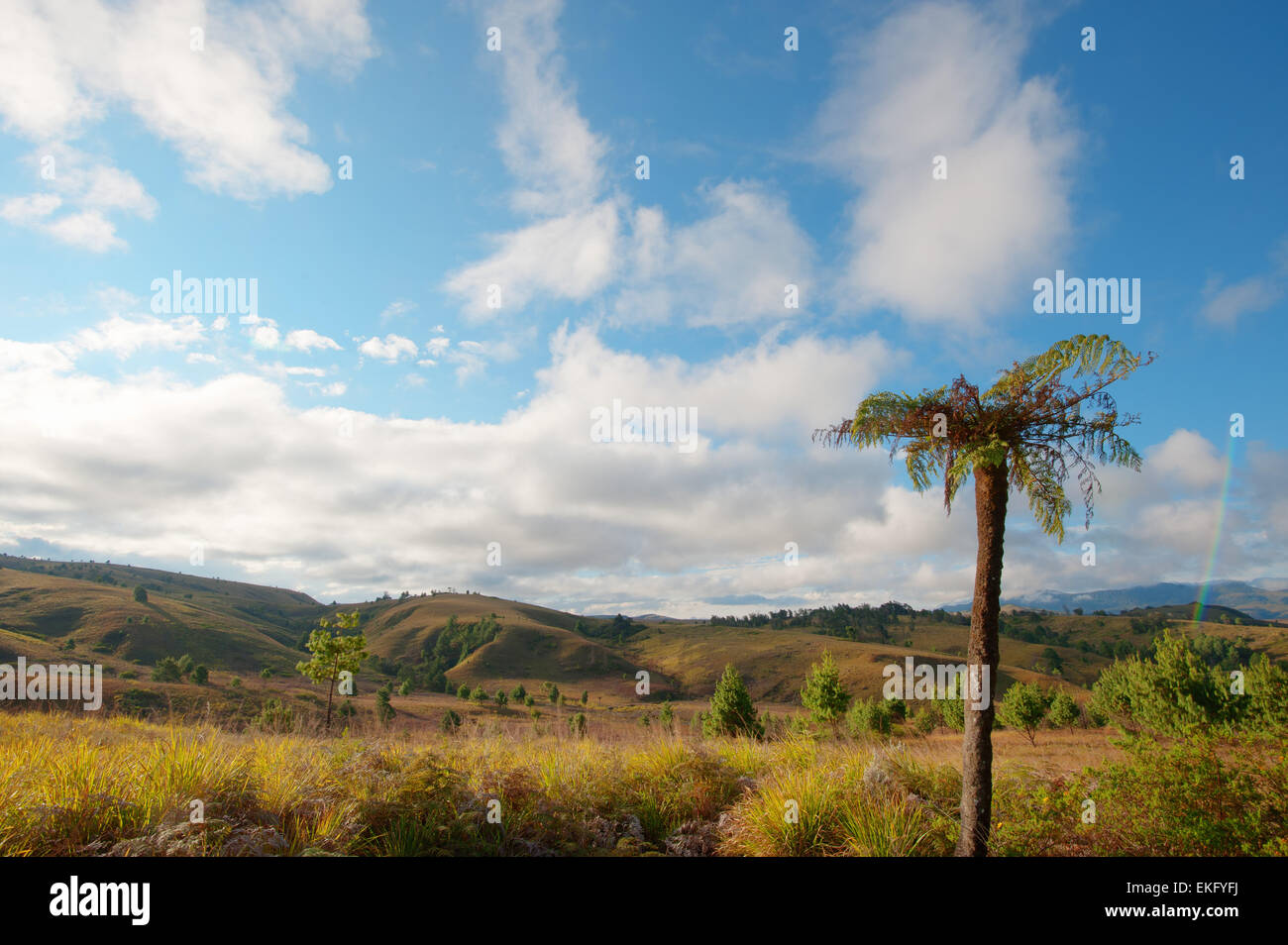 Montane grasslands and shrublands hi-res stock photography and images ...
