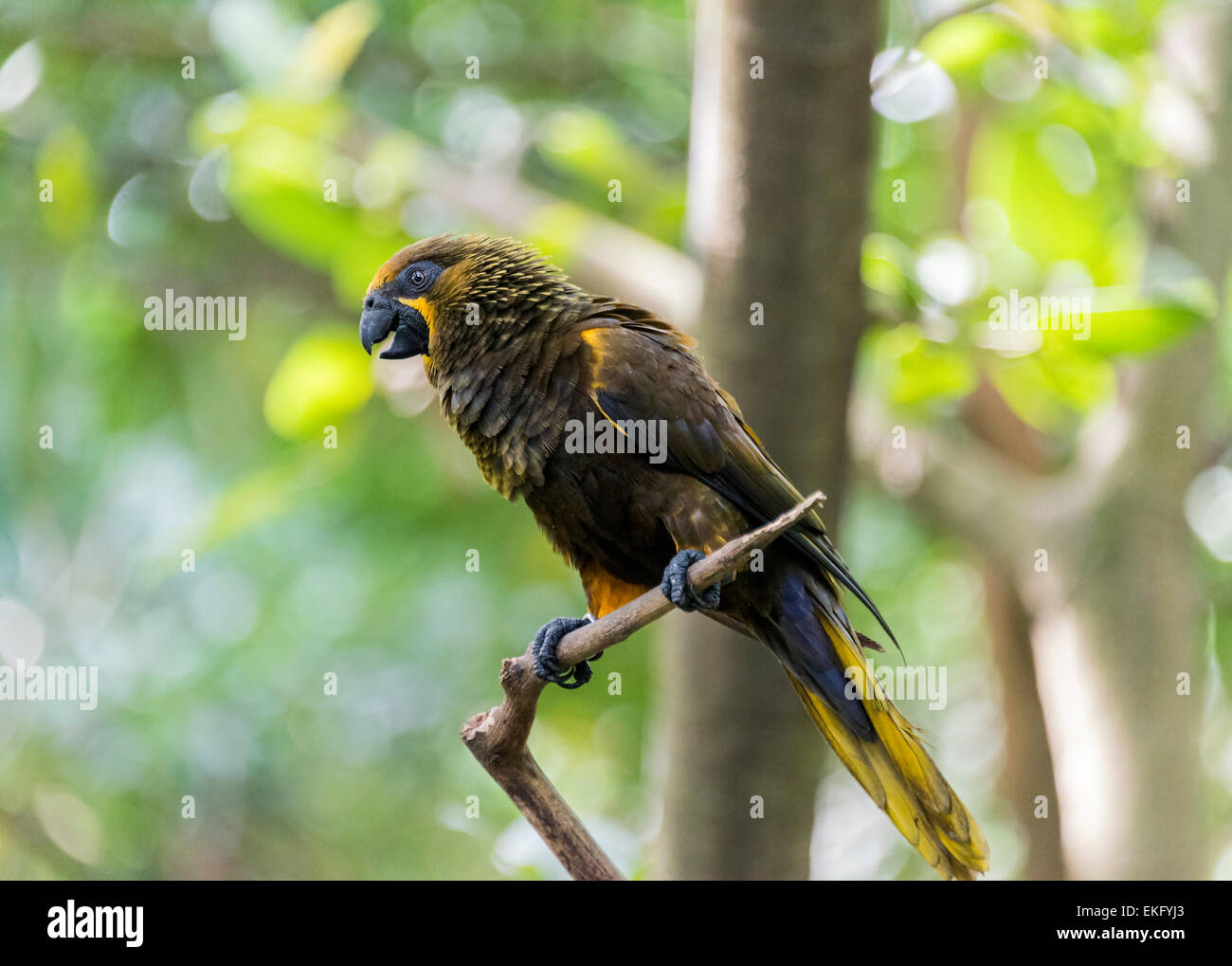 Chalcopsitta duivenbodei hi-res stock photography and images - Alamy